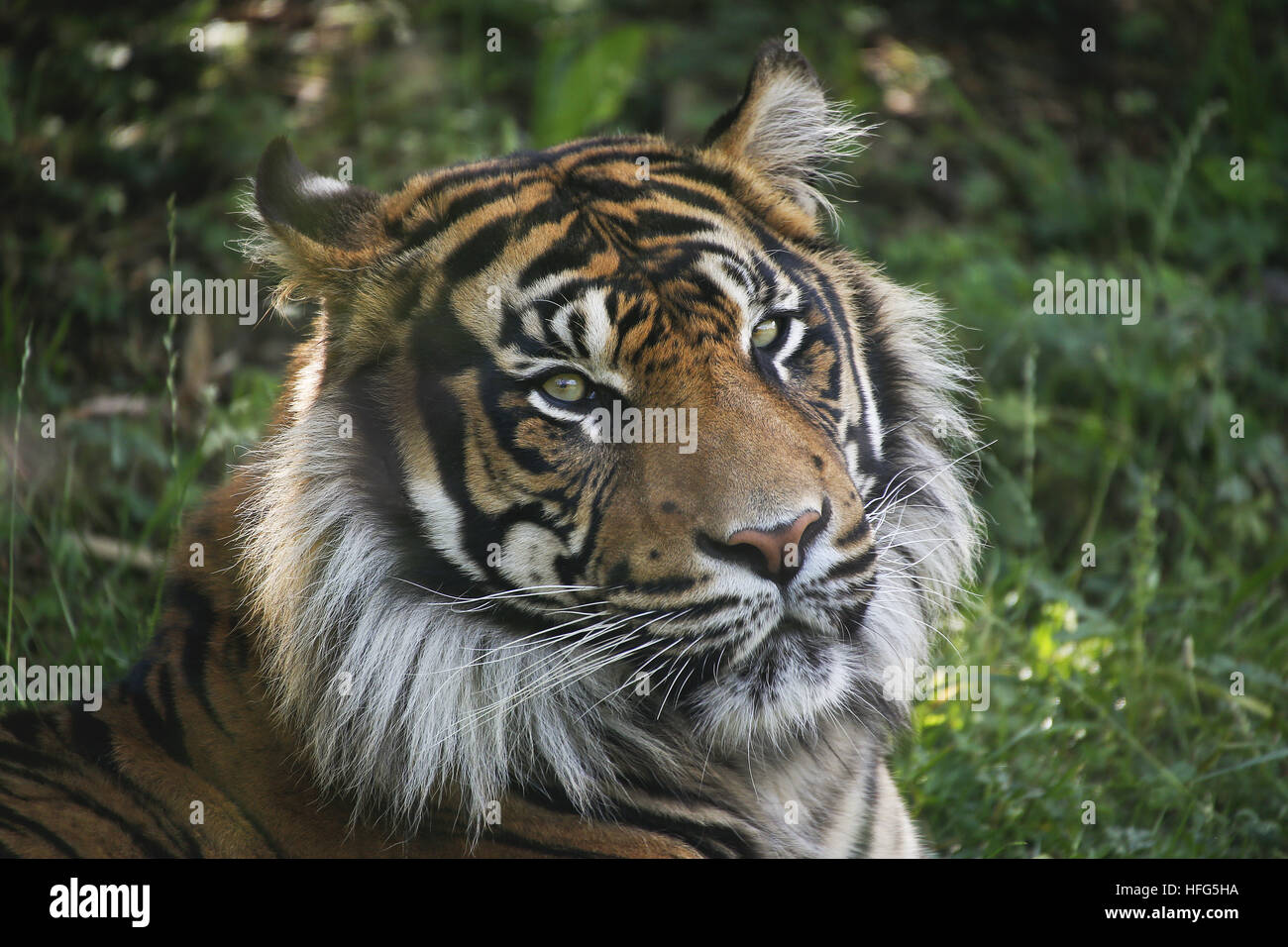 Tiger panthera tigris portrait hi-res stock photography and images - Alamy