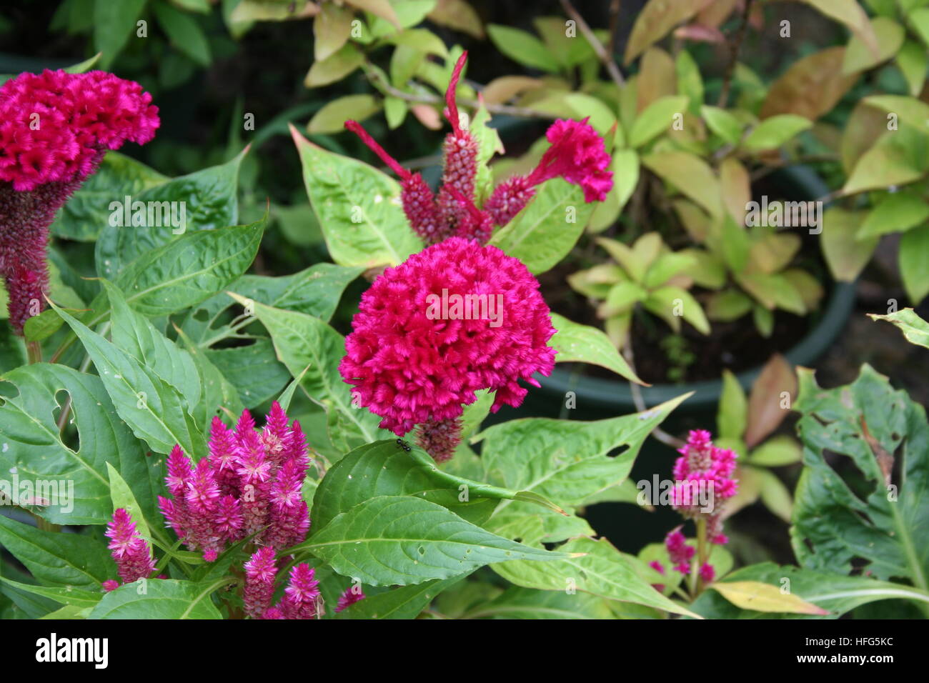 Pink cockscomb flower Stock Photo - Alamy