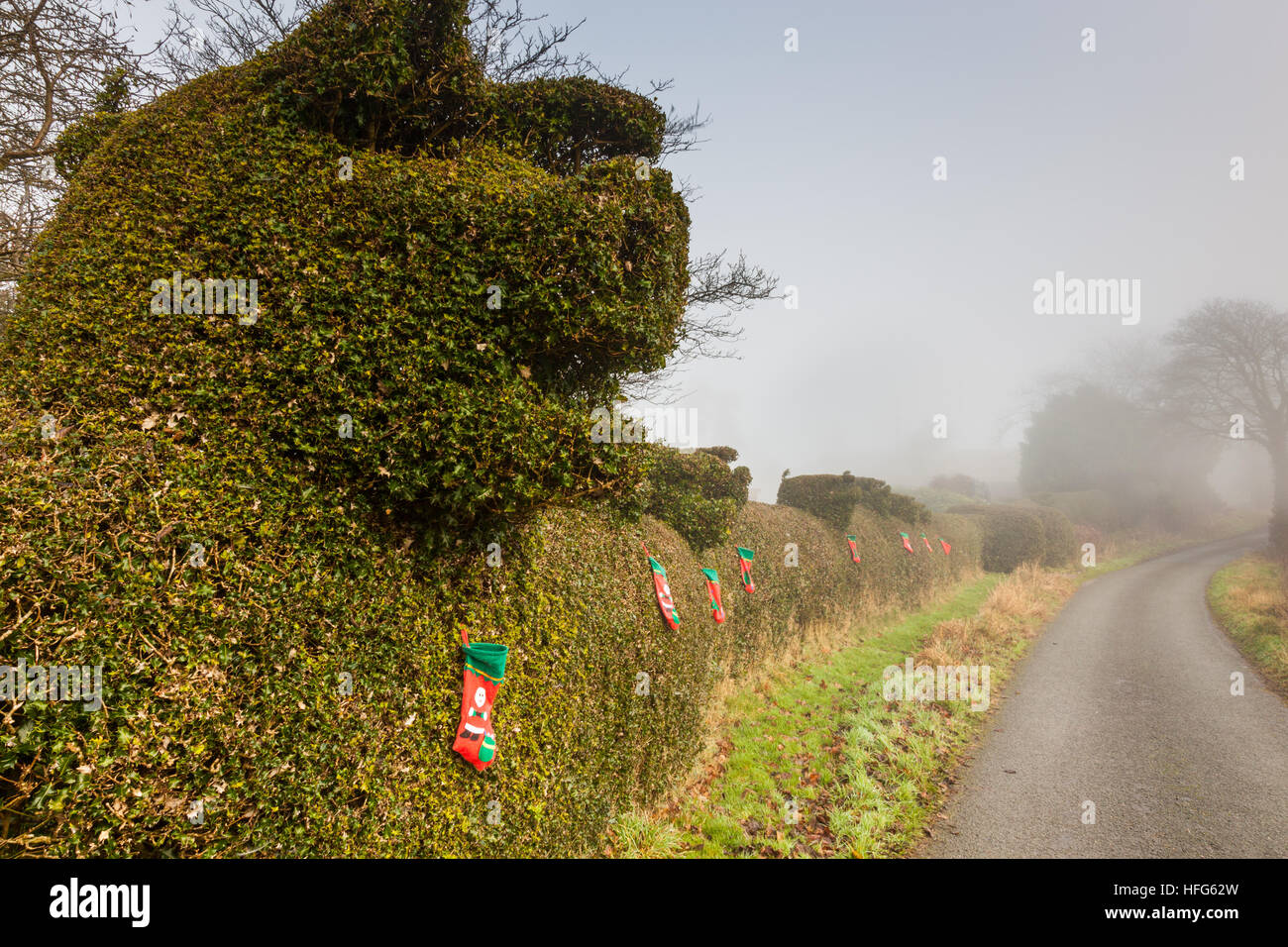 Christmas topiary hi-res stock photography and images - Alamy