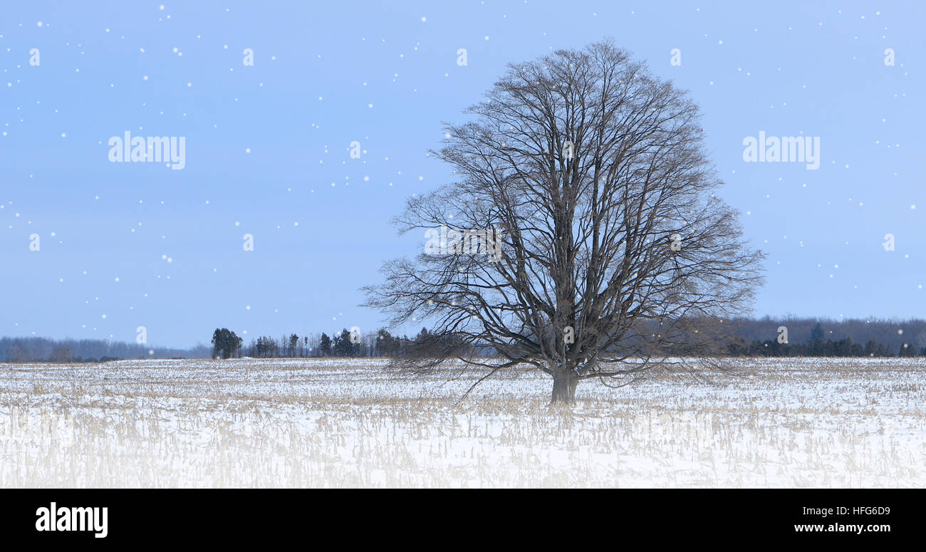 A Single tree in a snowy landscape Stock Photo - Alamy