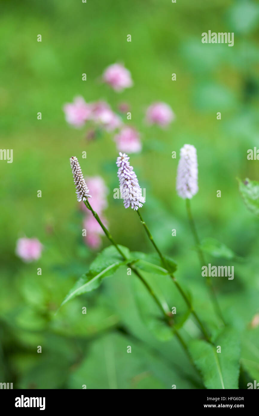 Mulla flowers hi-res stock photography and images - Alamy