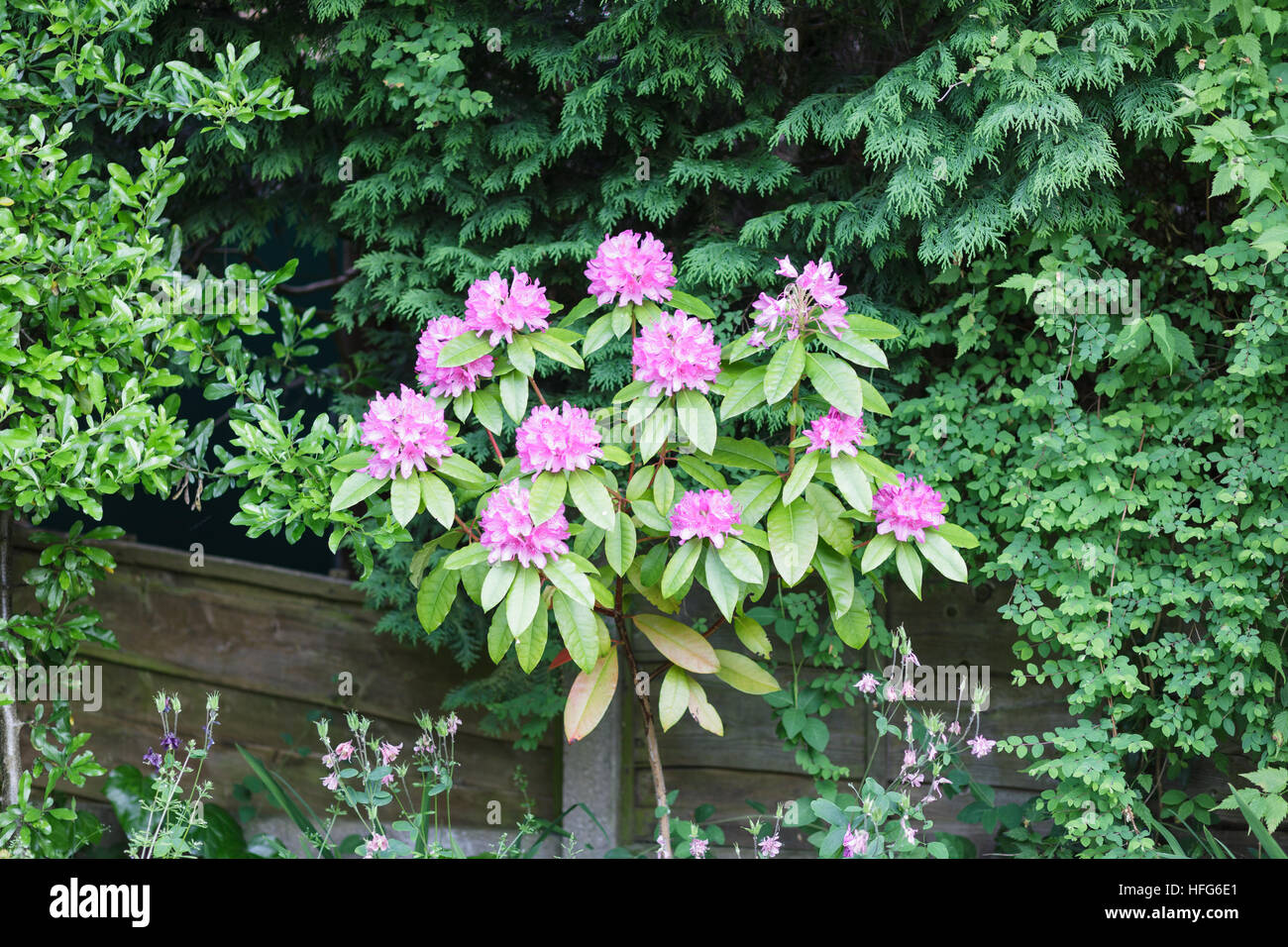 Pink rhododendron bush in flower in back garden in spring, UK Stock ...