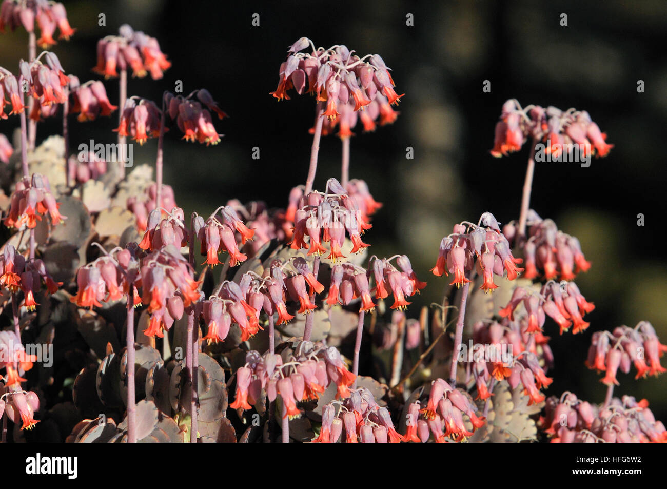 Flowers of Kalanchoe, or kal-un-KOH-ee, or kal-un-kee, also written ...