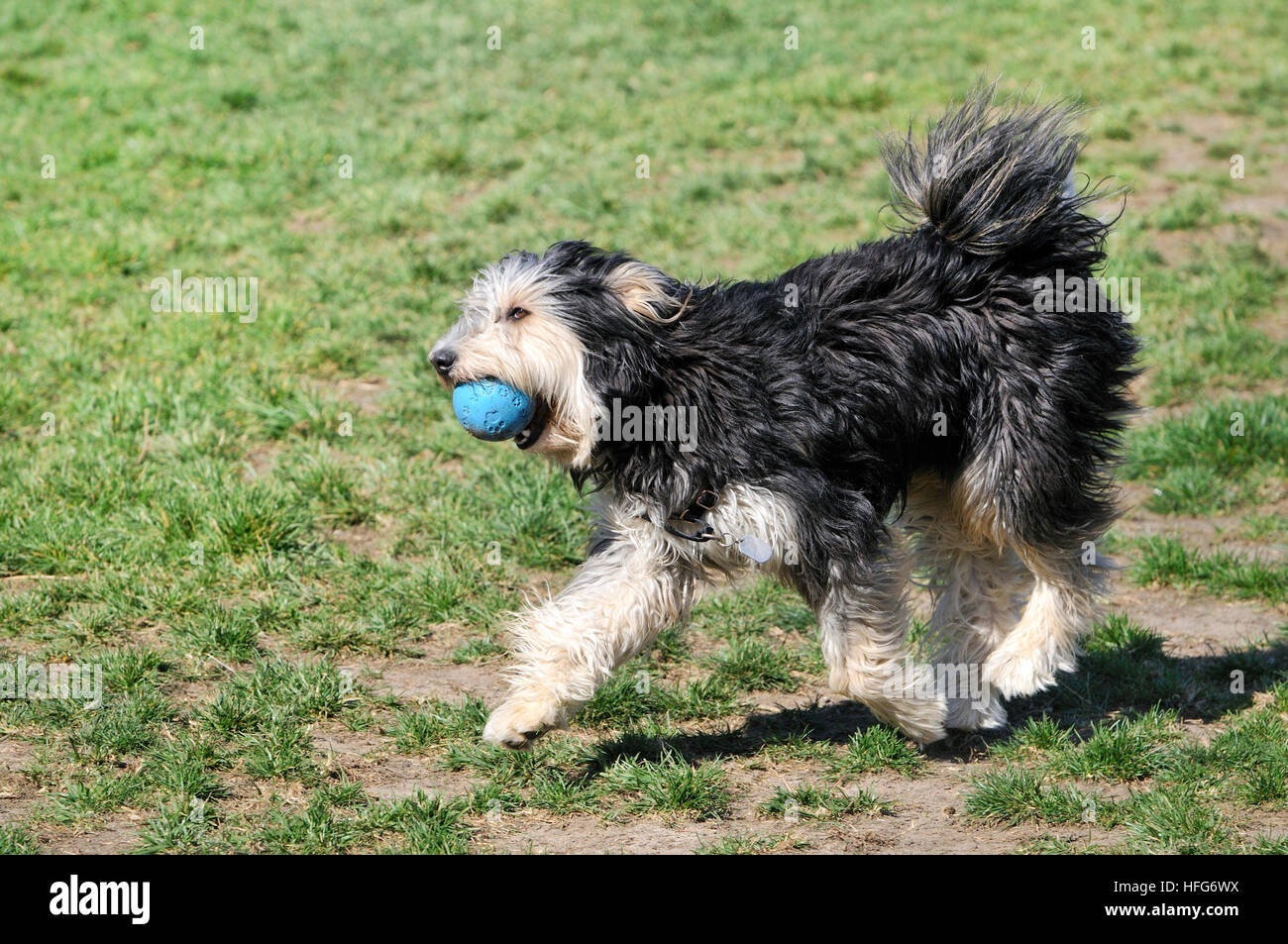 Tibetan terrier. Dog and blue ball Stock Photo - Alamy