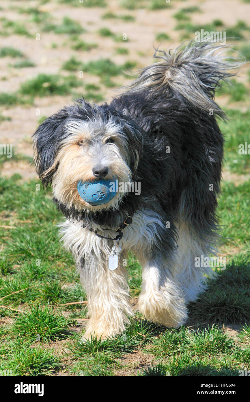Tibetan terrier. Dog and blue ball Stock Photo - Alamy