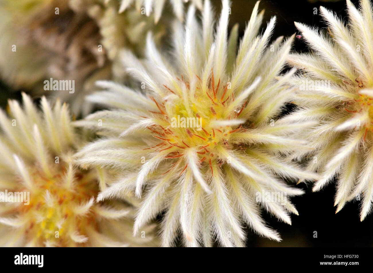 Flowers of Dahlias for sale. Fam. Asteraceae. La Rambla. Barcelona ...