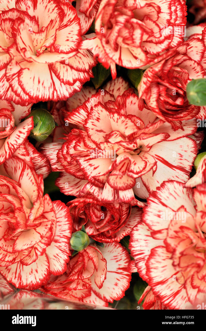 Dianthus sp. flowers, carnations, family Caryophyllaceae. Las Ramblas ...