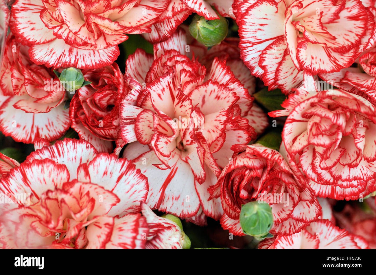 Dianthus sp. flowers, carnations, family Caryophyllaceae. Las Ramblas ...
