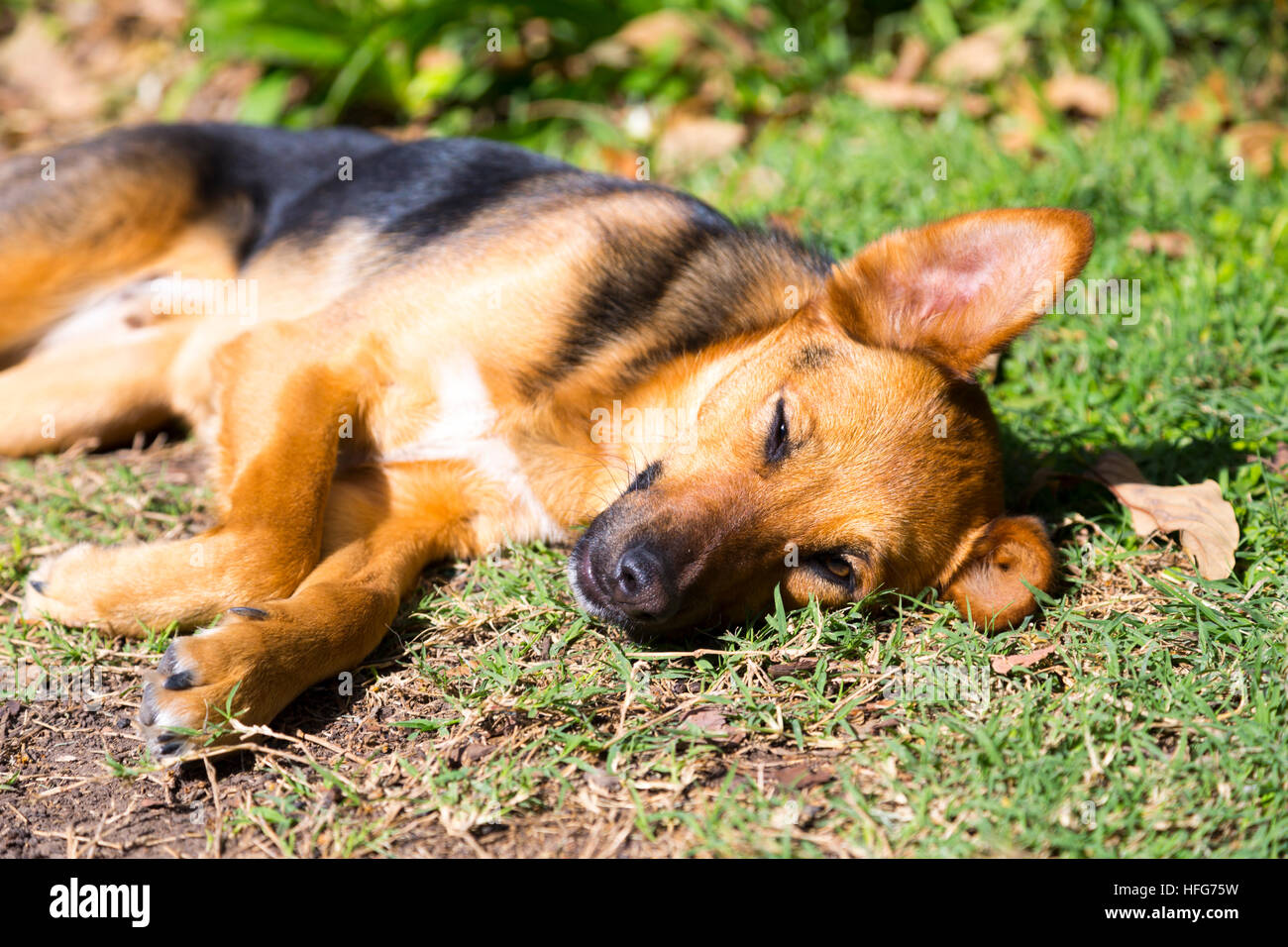 Dog Biting Ear High Resolution Stock Photography and Images - Alamy