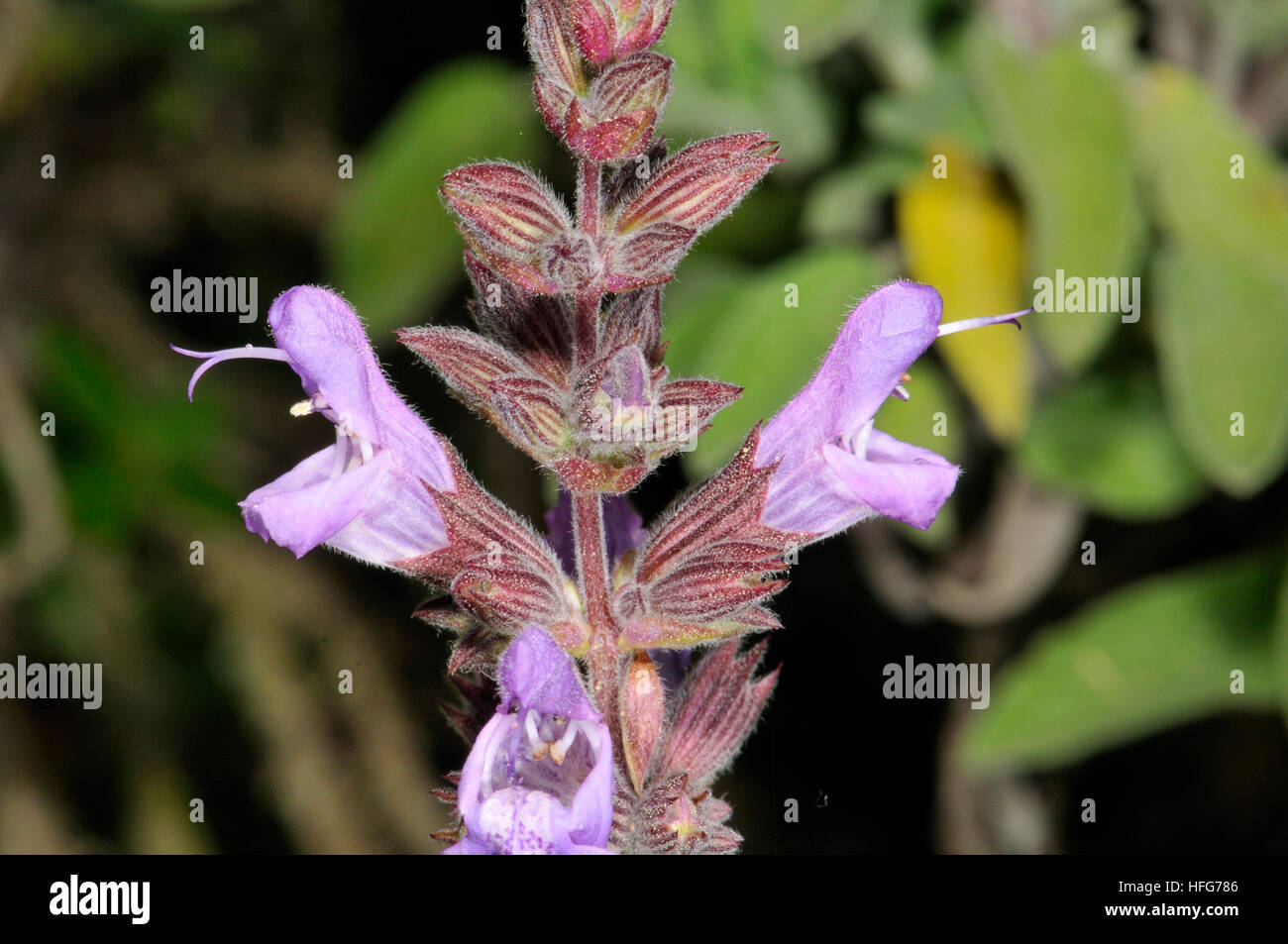 Flowers of Salvia officinalis, Putget park. Barcelona, Catalonia, Spain ...
