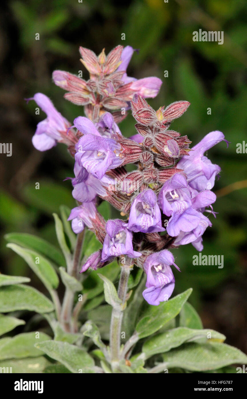 Flowers of Salvia officinalis, Putget park. Barcelona, Catalonia, Spain ...