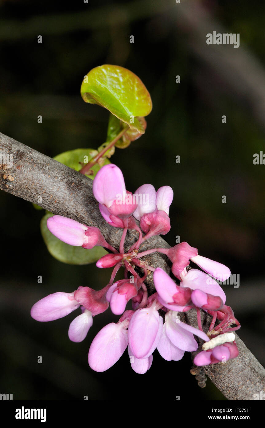 Judas tree (Cercis siliquastrum). Turo del Putget park, Barcelona ...