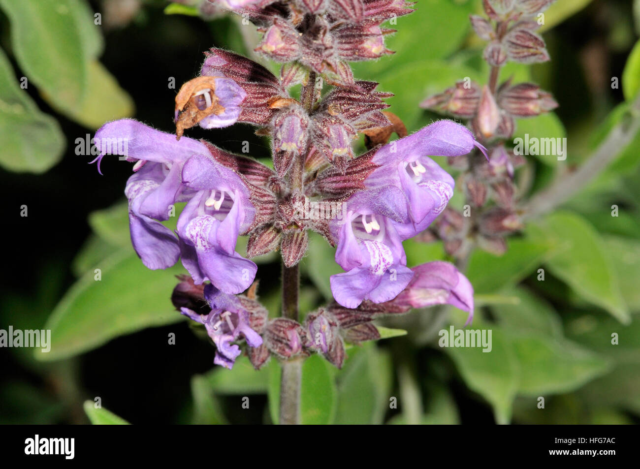 Flowers of Salvia officinalis, Putget park. Barcelona, Catalonia, Spain ...