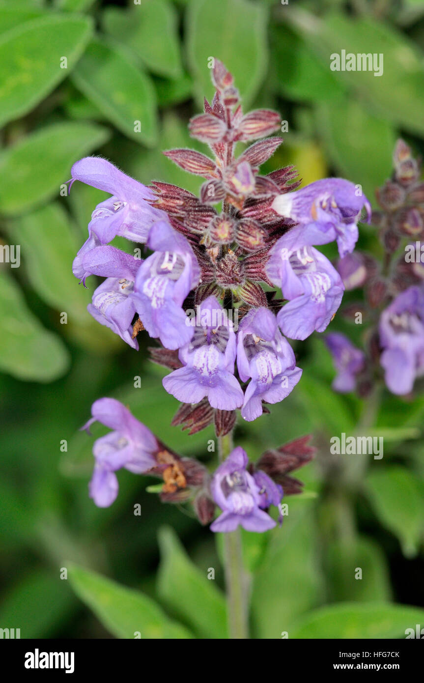 Flowers of Salvia officinalis, Putget park. Barcelona, Catalonia, Spain ...