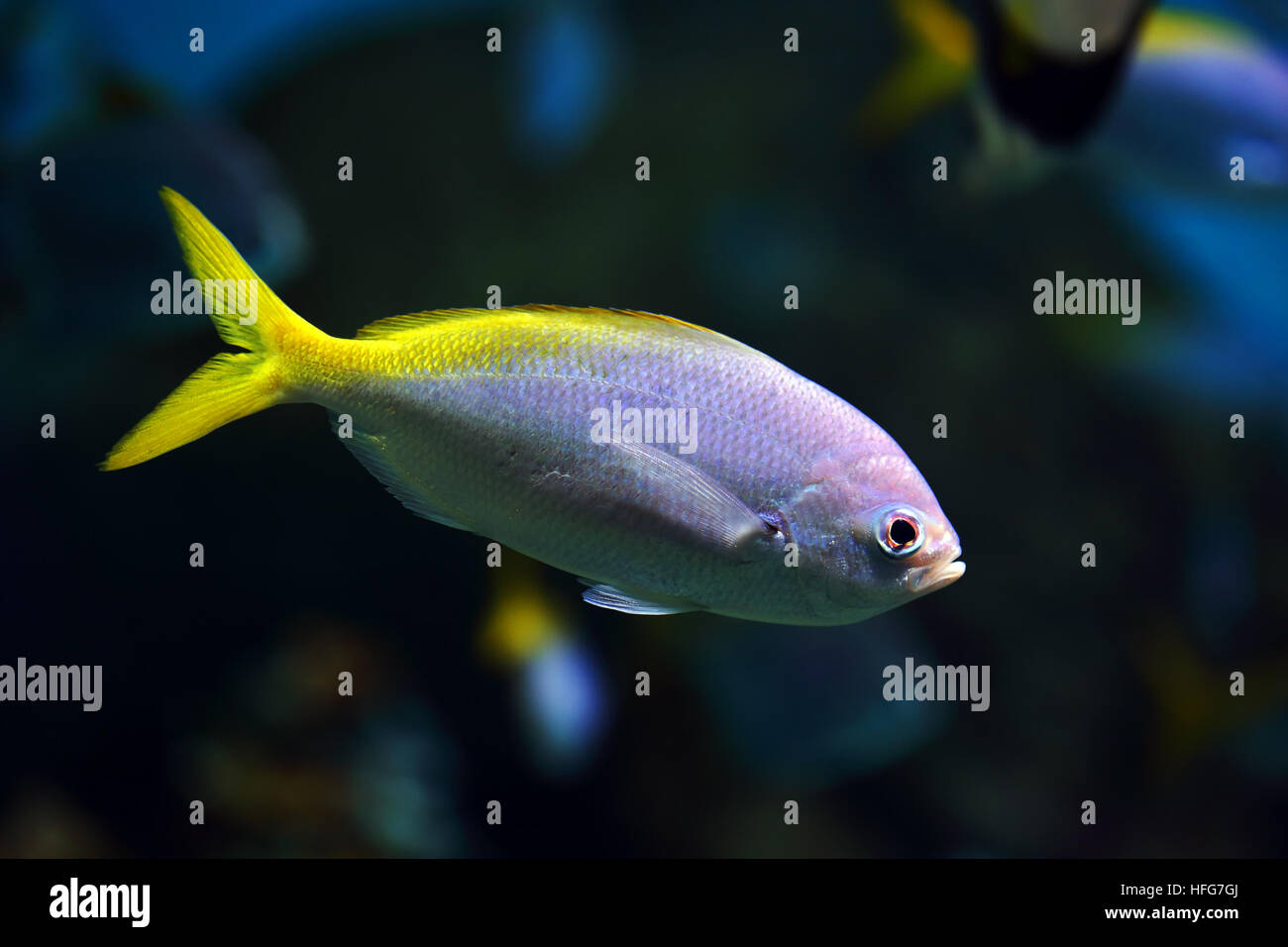 little fish with a yellow tail in aquarium Stock Photo - Alamy