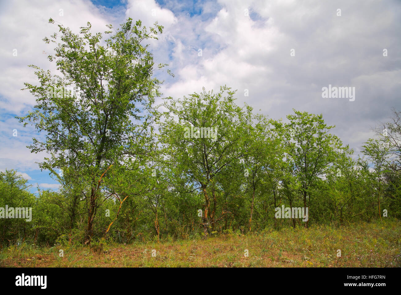 Landscape, forest-steppe terrain, bush against the sky Stock Photo - Alamy