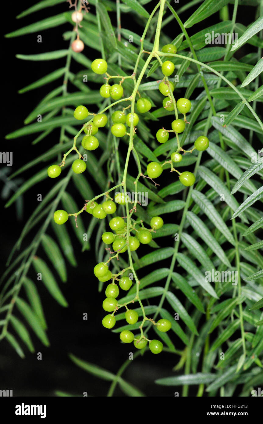 Peruvian pepper or False pepper , Schinus molle. Putget park, Barcelona ...
