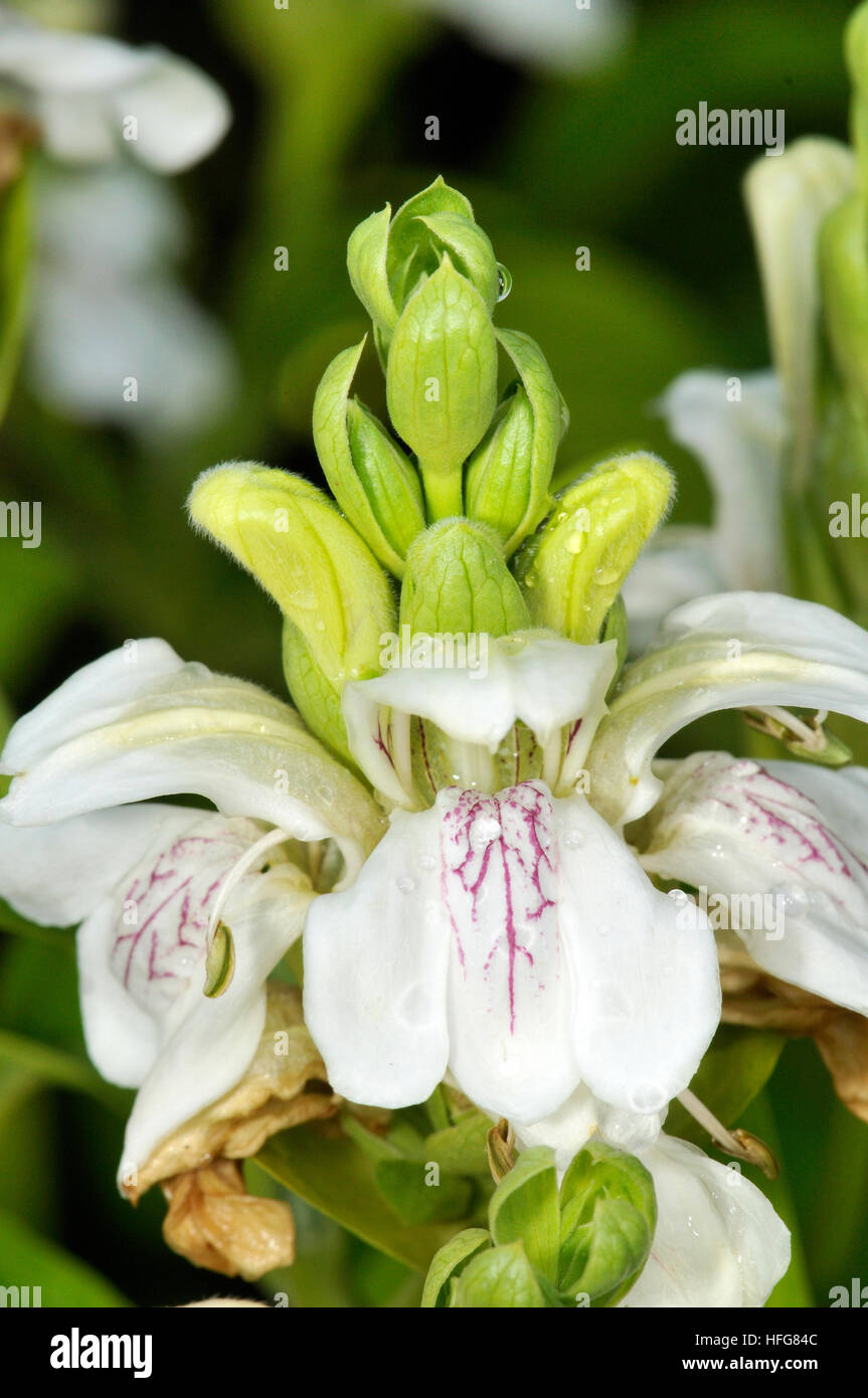 Malabar nut plant hi-res stock photography and images - Alamy