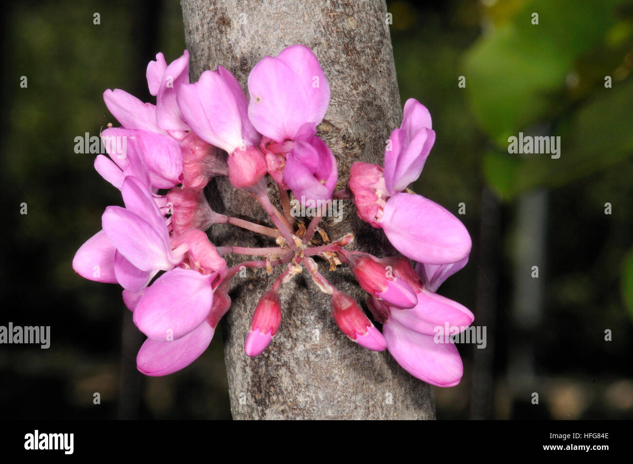 Judas tree (Cercis siliquastrum). Turo del Putget park, Barcelona ...