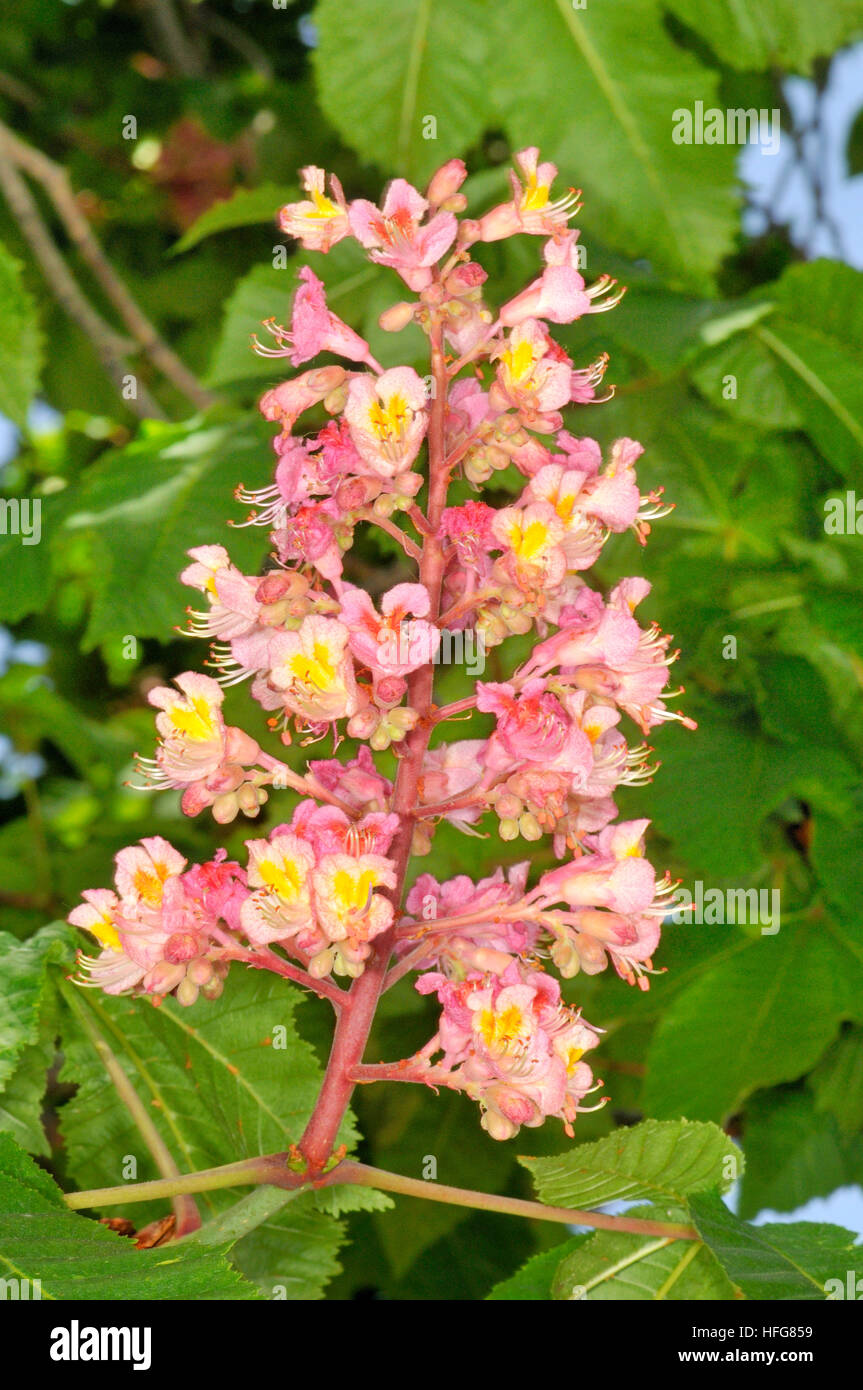 Synoecious hi-res stock photography and images - Alamy