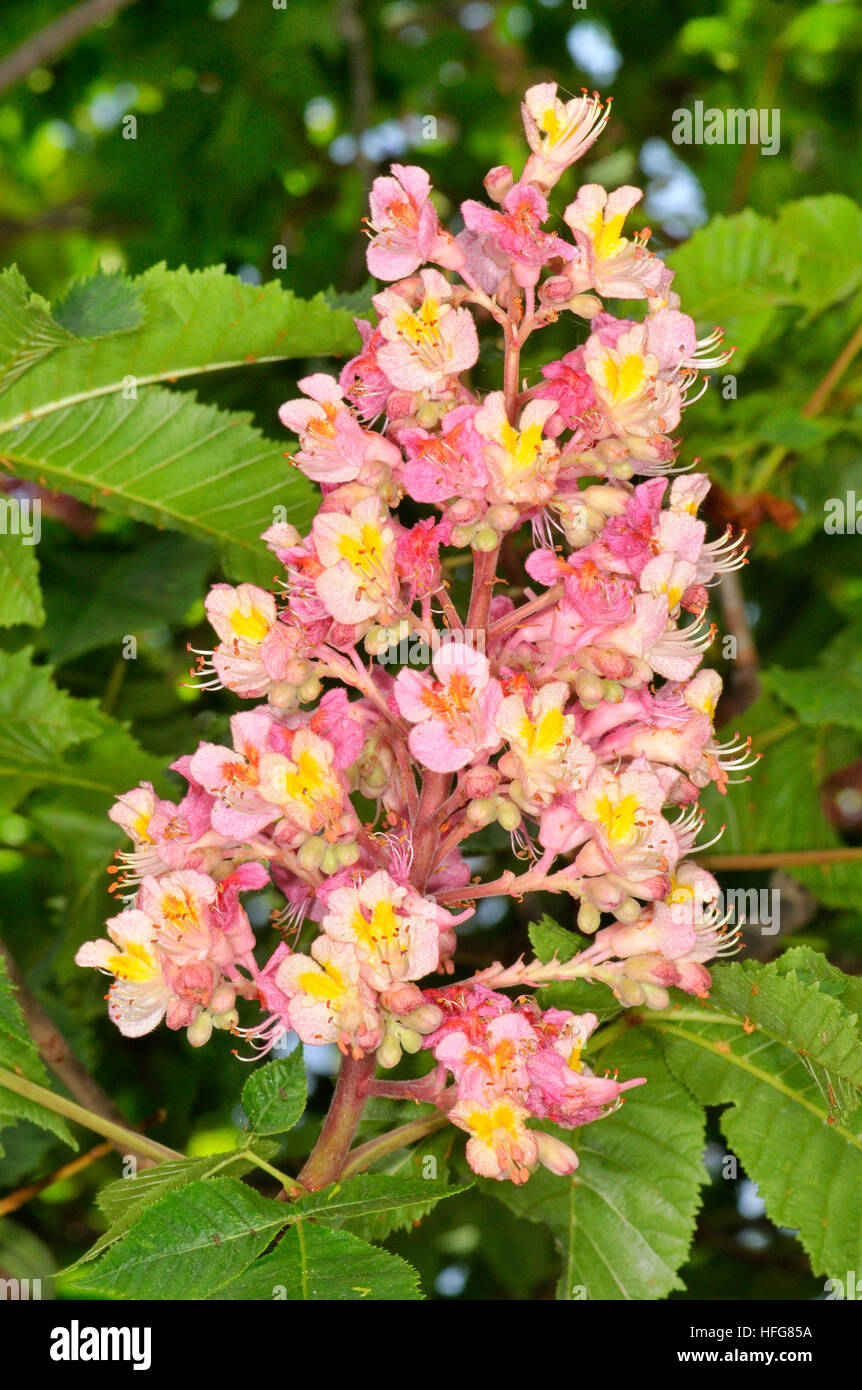 Flowers of Aesculus hippocastanum, large deciduous, synoecious tree ...