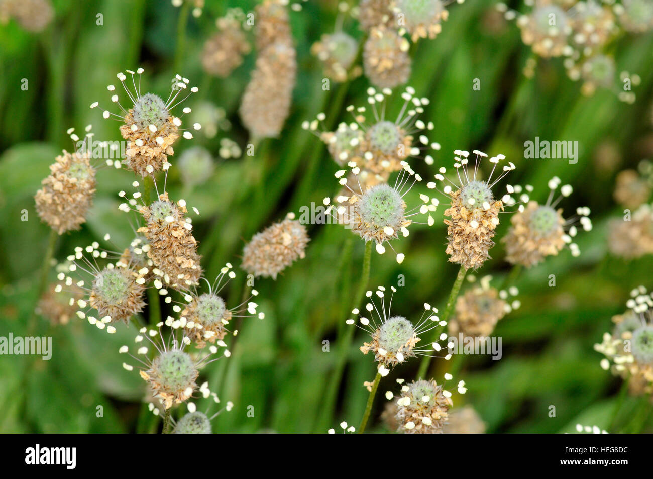 Flowers of Plantago. Torre Baró, Nou Barris district, Barcelona ...