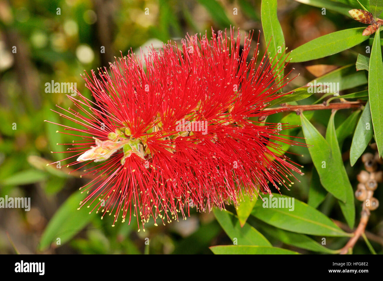 Crimson Bottlebrush (Callistemon sp.), flowering Stock Photo - Alamy