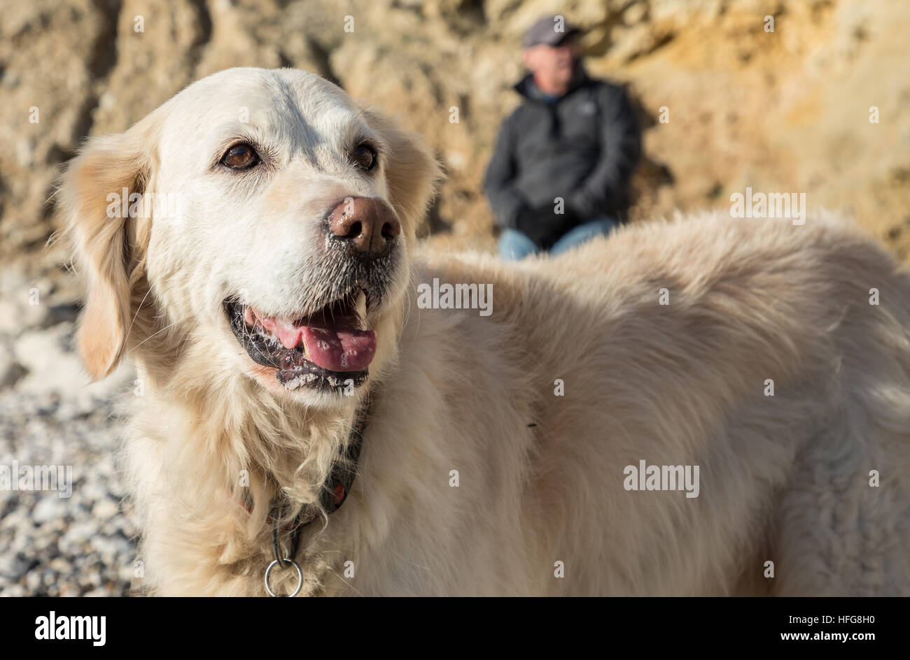 pet dog happy playing on pebble beach on bright sunny winters day Stock ...