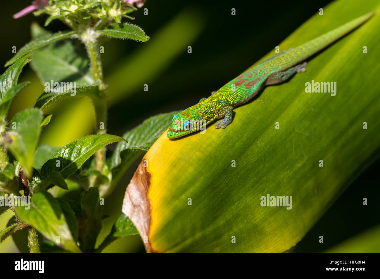 The Gold Dust Day gecko (Phelsuma laticauda Stock Photo - Alamy