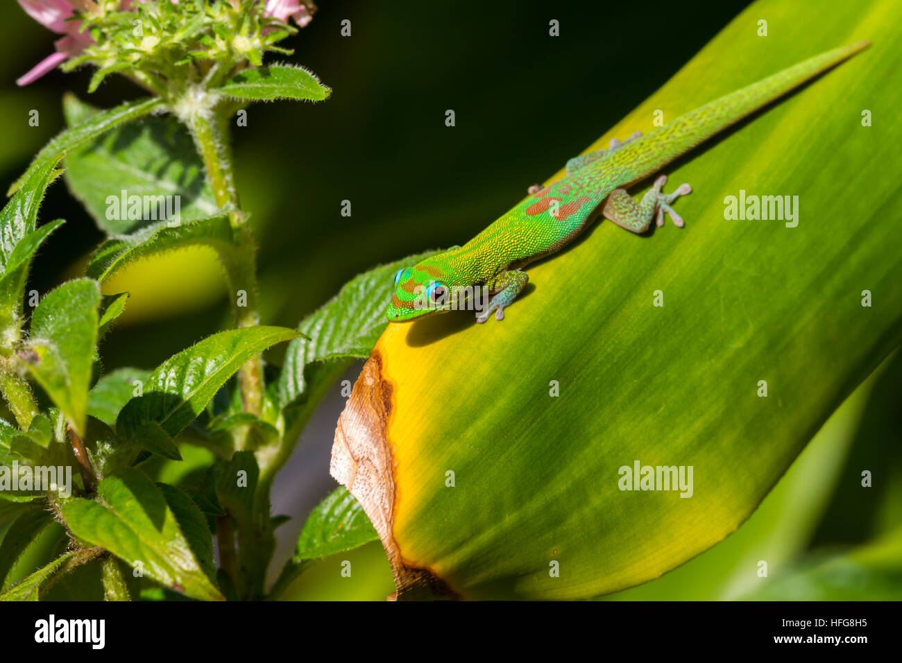 The Gold Dust Day gecko (Phelsuma laticauda Stock Photo - Alamy