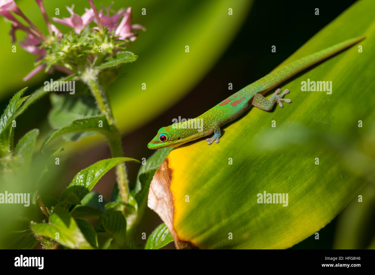 The Gold Dust Day gecko (Phelsuma laticauda Stock Photo - Alamy