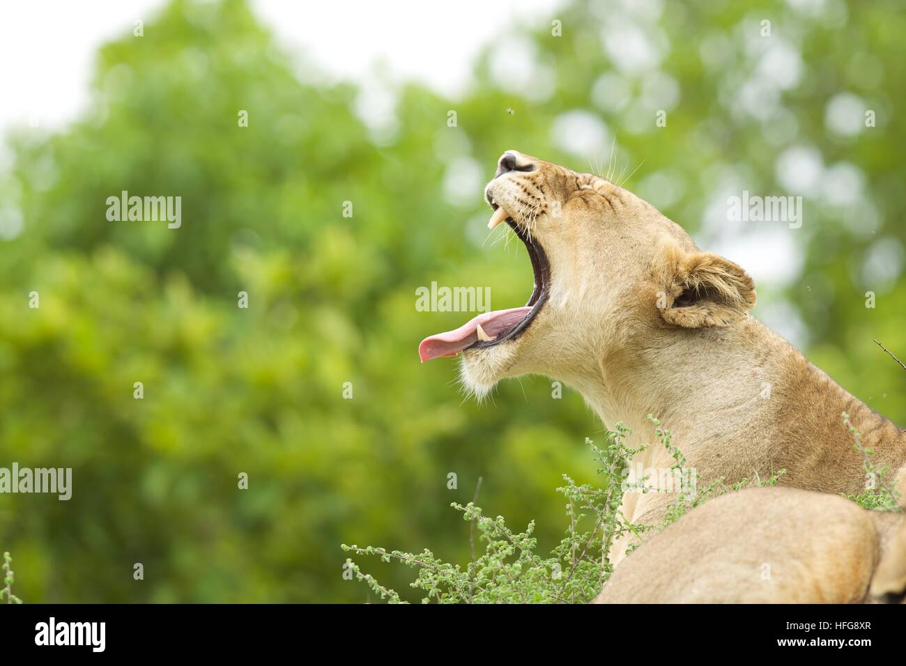 Kruger national park lioness lion nature safari wildlife green grass ...
