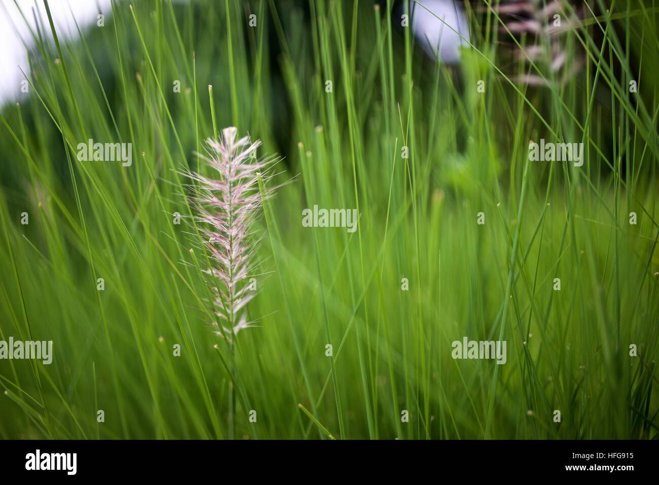 green glass seeds delicate fragile Stock Photo - Alamy