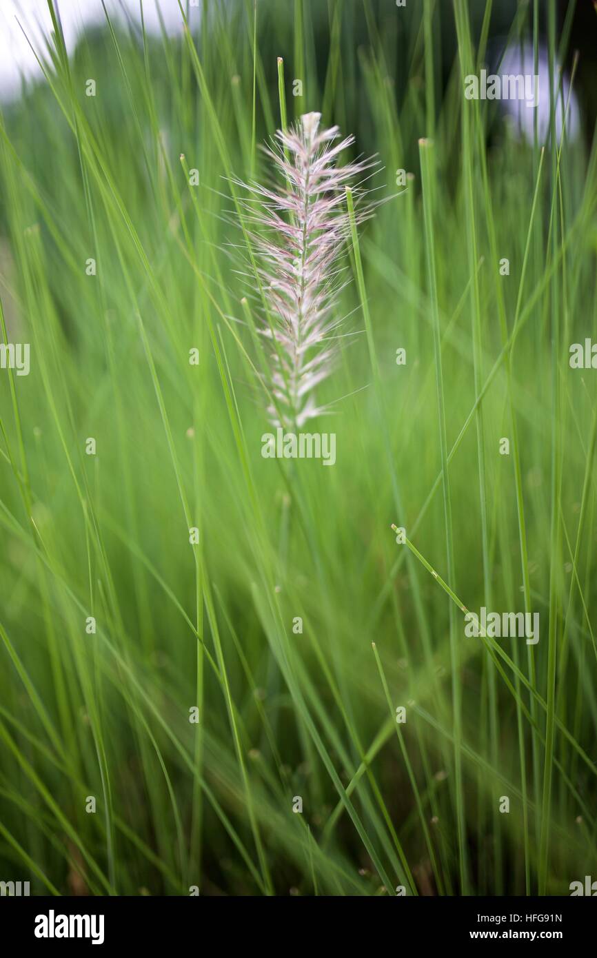 Grass seeds wind hi-res stock photography and images - Alamy
