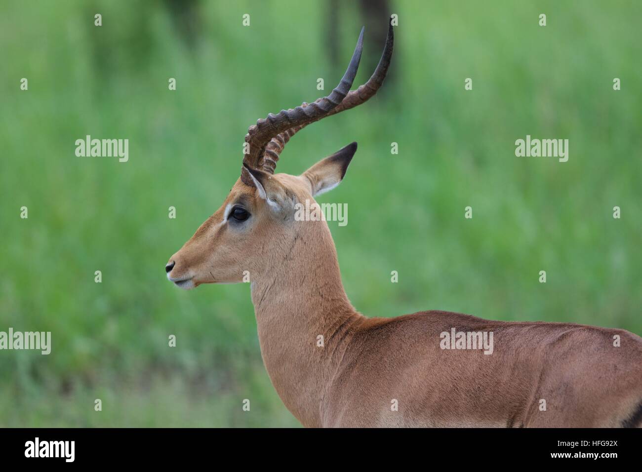 springbok safari south africa green wildlife nature animal tourism ...
