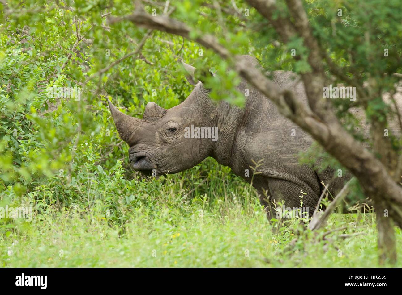 Black rhino africa south grassland horn endangered animal wildlife ...