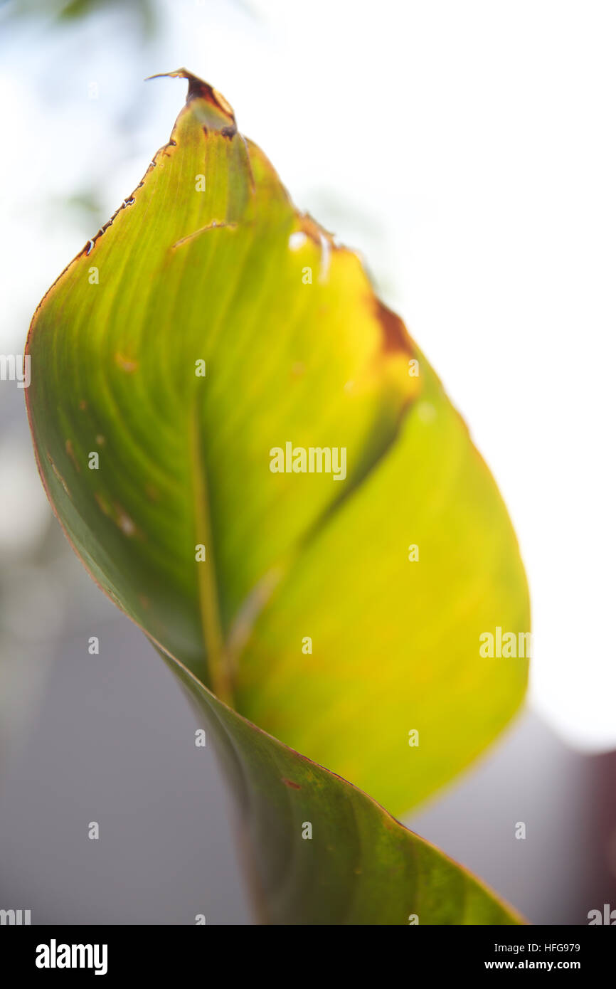 palm leaf curved green plant nature Stock Photo - Alamy