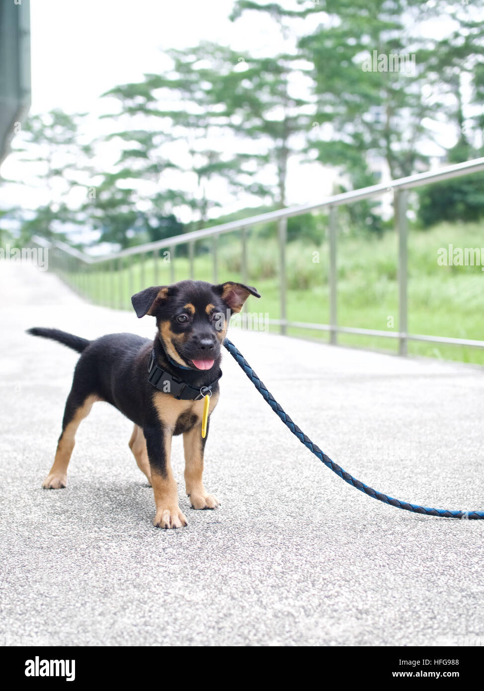Leash lead hi-res stock photography and images - Alamy