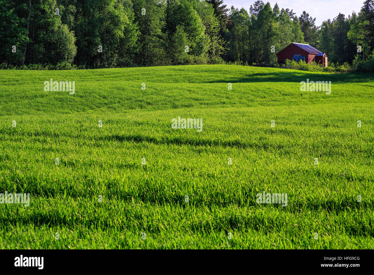 Fields of green plants with farm building at Rindal, More og Romsdal ...