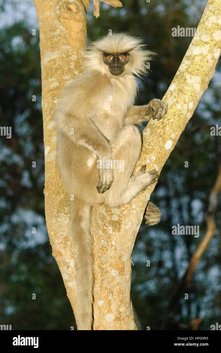 Guwahati: golden langur (Trachypithecus geei), Assam, India Stock Photo ...