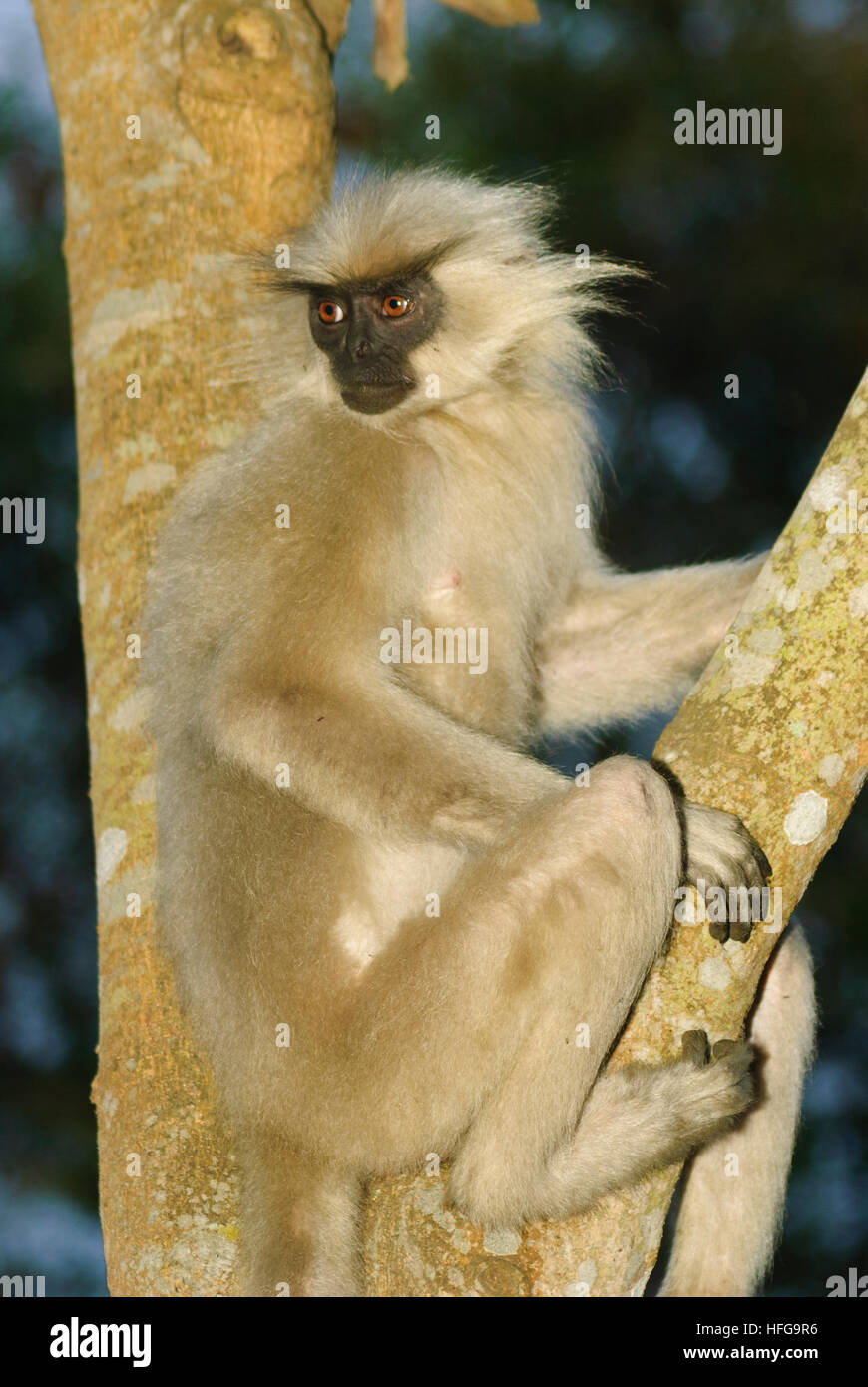 Guwahati: golden langur (Trachypithecus geei), Assam, India Stock Photo ...