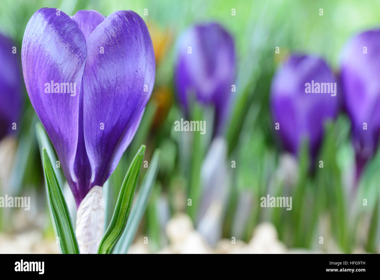 Dutch crocus March Stock Photo - Alamy