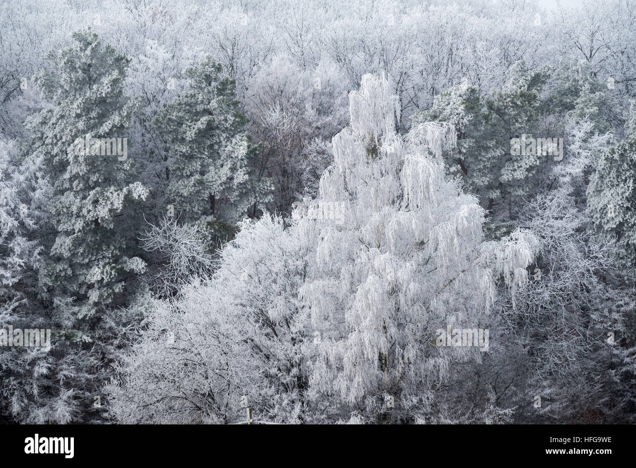 Trees white with frost Stock Photo - Alamy