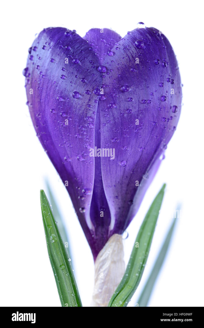 Dutch crocus March Stock Photo - Alamy