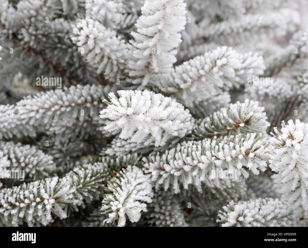 Frost tree branch hi-res stock photography and images - Alamy