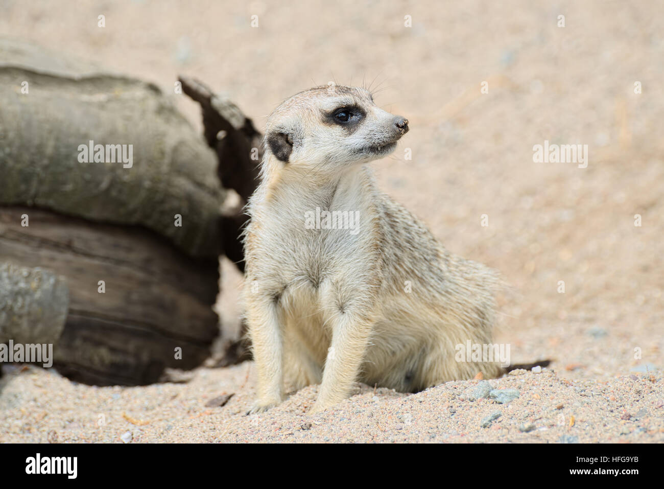 Funny meerkat in the sand Stock Photo - Alamy