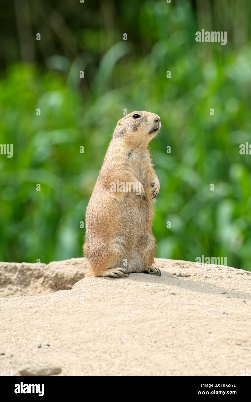 gopher stands on the hill with mink Stock Photo - Alamy