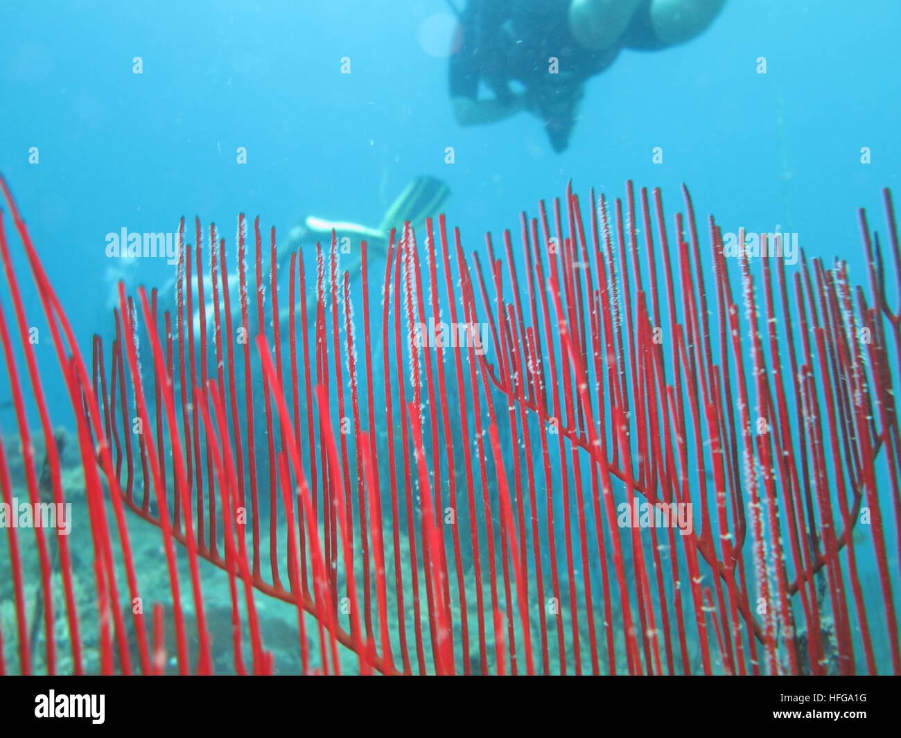 Red Sea Fan High Resolution Stock Photography and Images - Alamy