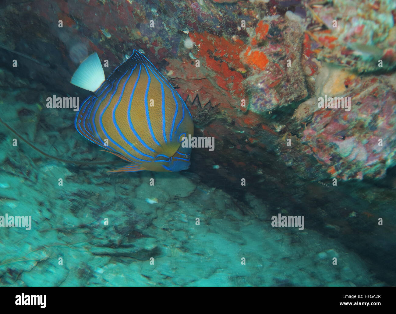 Angel fish, Diving in Koh Tao Stock Photo - Alamy