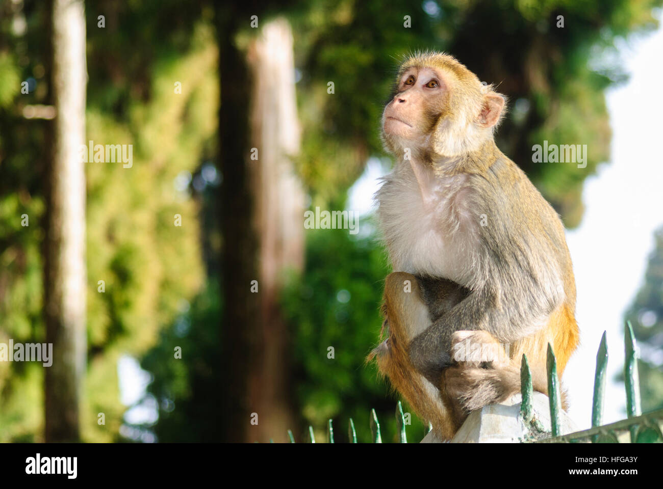 Rhesus Macaca Mulatta High Resolution Stock Photography and Images - Alamy